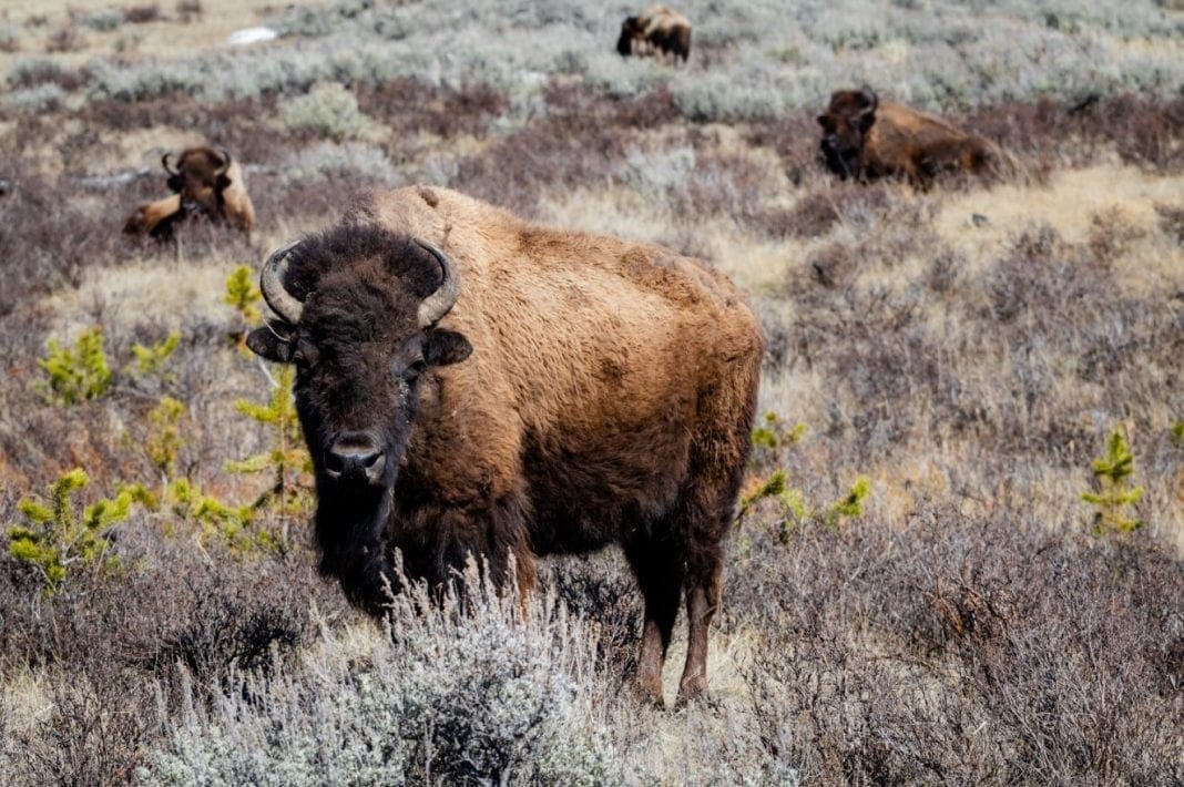 Wood Buffalo National Park - The Best Traveler’s Guide