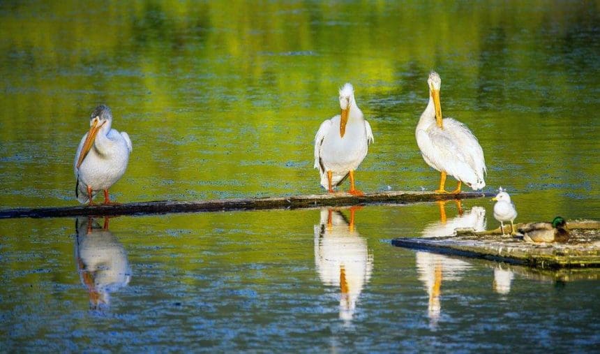10 Best Attractions At Williams Lake