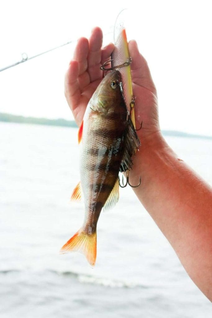 All About The Amazing Largemouth Bass