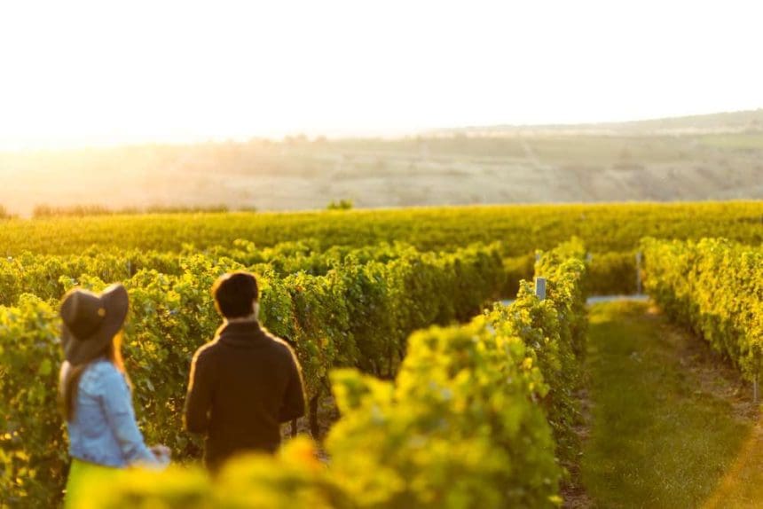 Prince Edward County Wineries - Your 11 Best Options!
