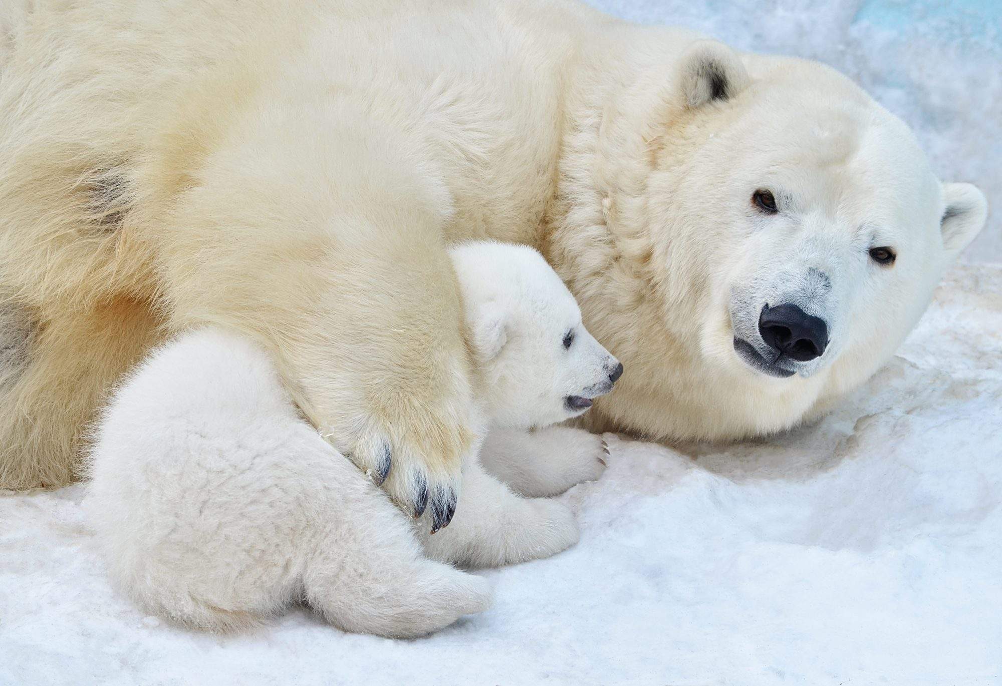The Tale Of The Amazing Polar Bears In Canada With 5 Facts