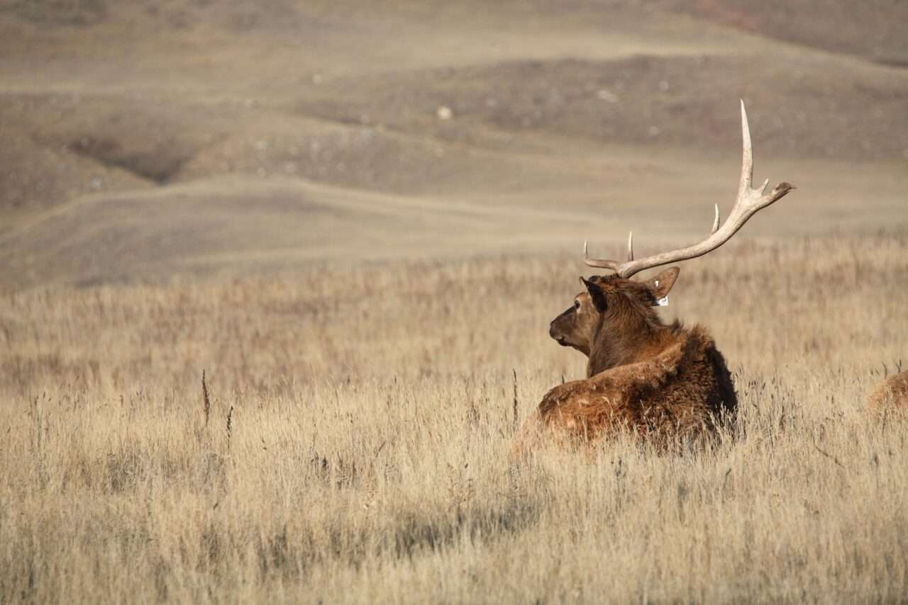 Elk Hunting Canada - A Thrilling Cheat-Sheet - Icy Canada