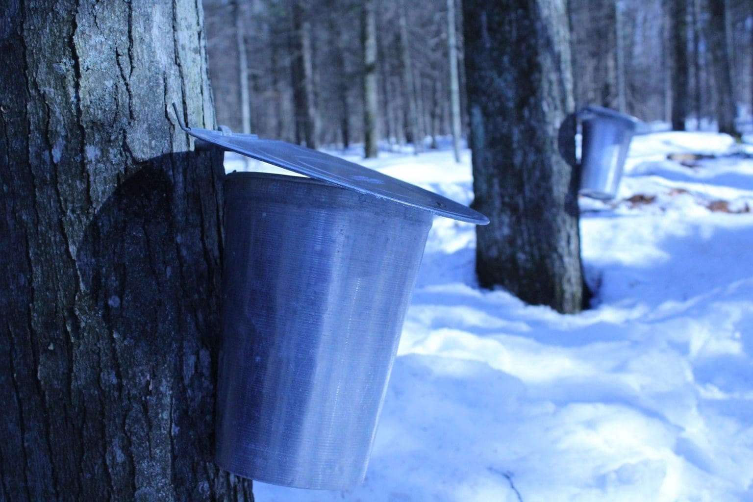 Dive into Canadian Maple Syrup: 7 Interesting Facts