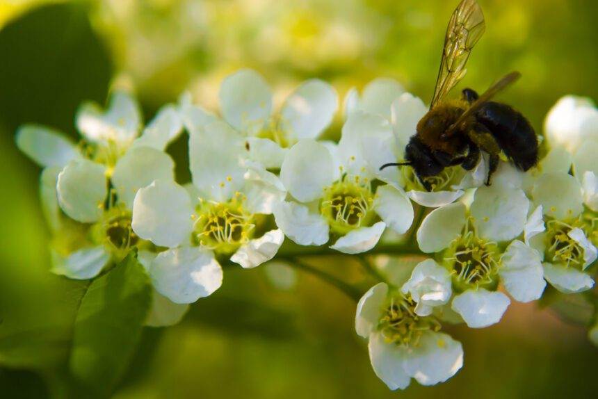 Everything you Need To Know About Mason Bees