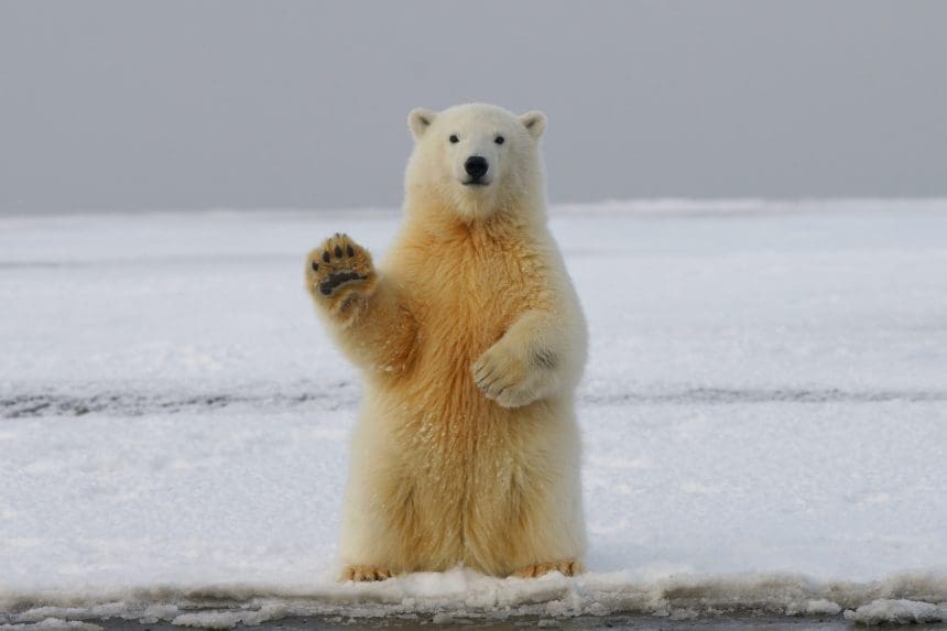 Unveiling Canadian Wildlife: 15 Fascinating Animals