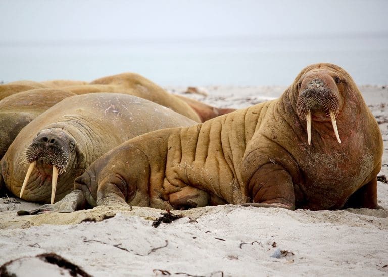 Unveiling Canadian Wildlife: 15 Fascinating Animals