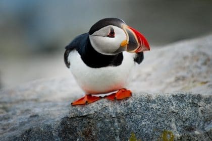 Unveiling Canadian Wildlife: 15 Fascinating Animals