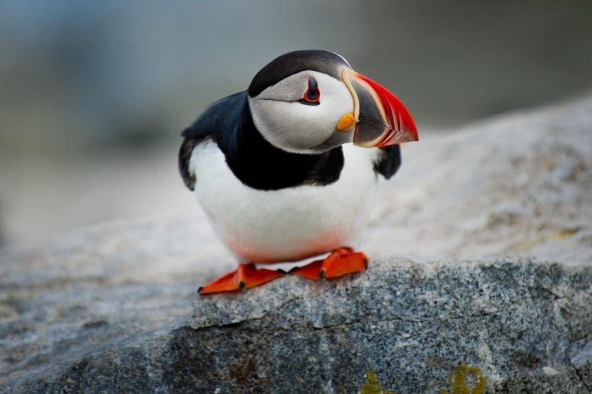 Unveiling Canadian Wildlife: 15 Fascinating Animals