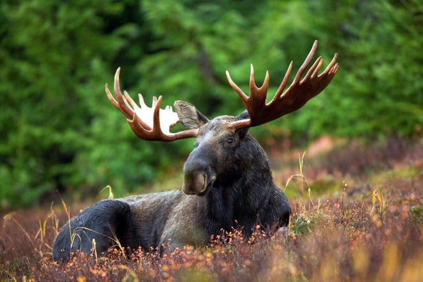 Unveiling Canadian Wildlife: 15 Fascinating Animals