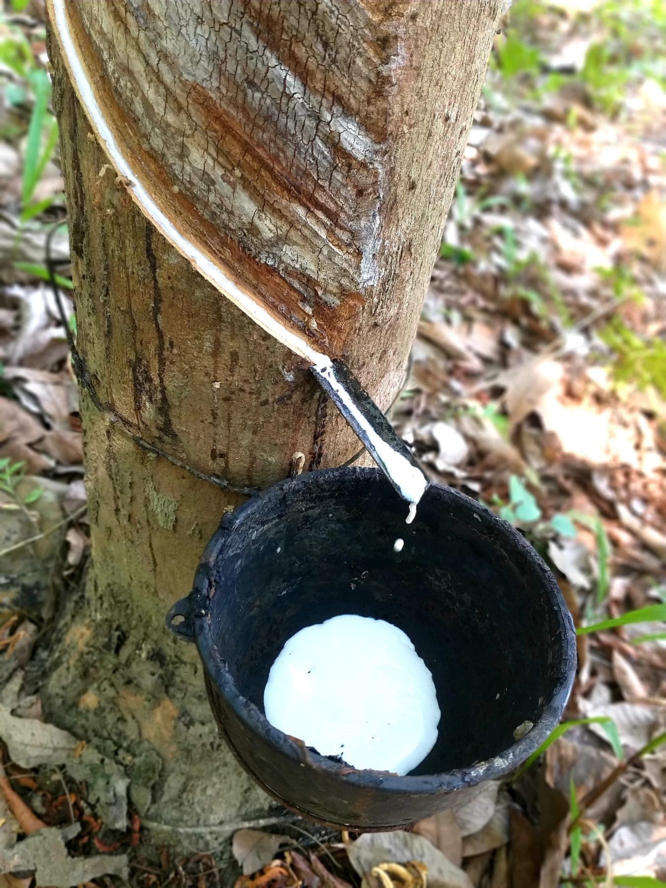 Dive into Canadian Maple Syrup: 7 Interesting Facts