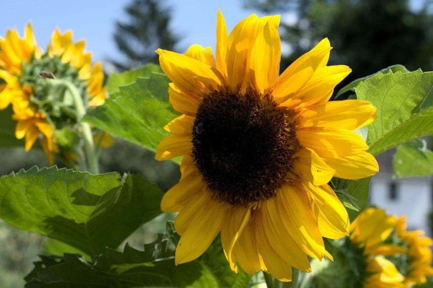 Discover Sunflower Fields Near Ontario: 14 Amazing Locations