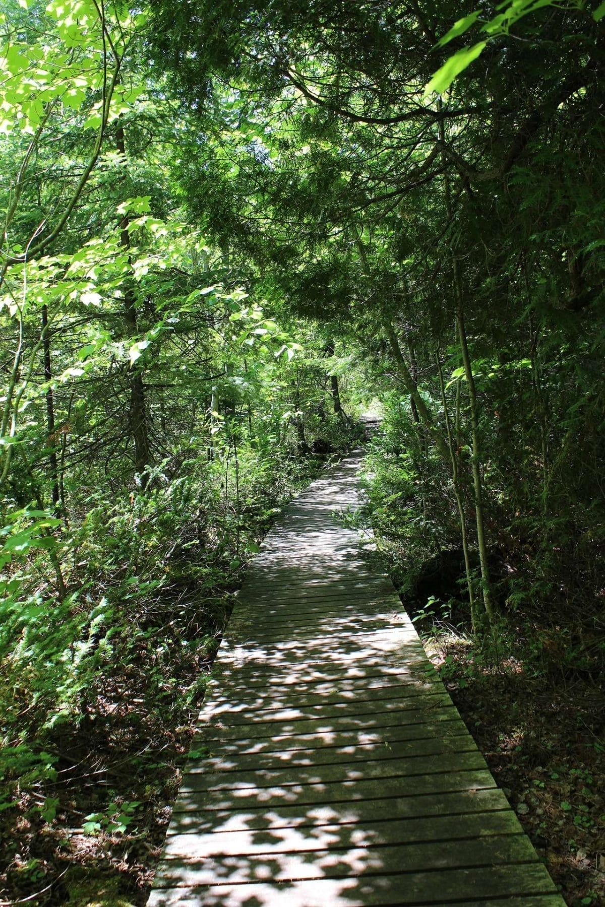 12 Best Things to Do in Collingwood