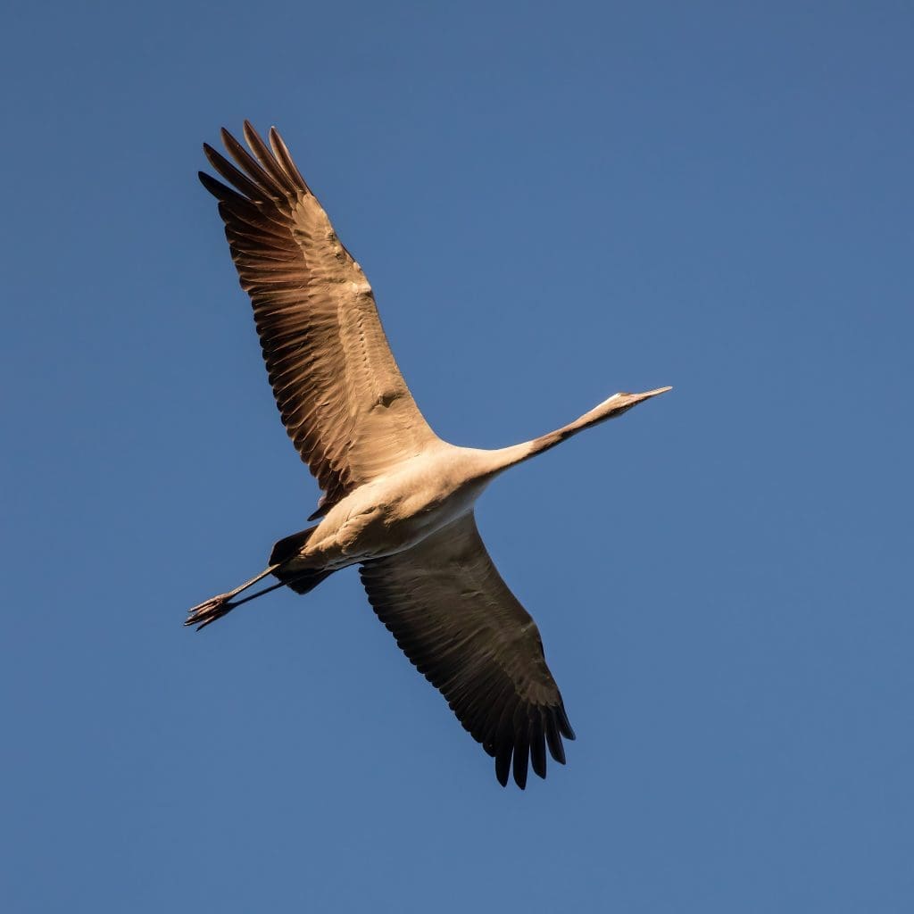 Largest Bird In The World : Know About These Super Birds