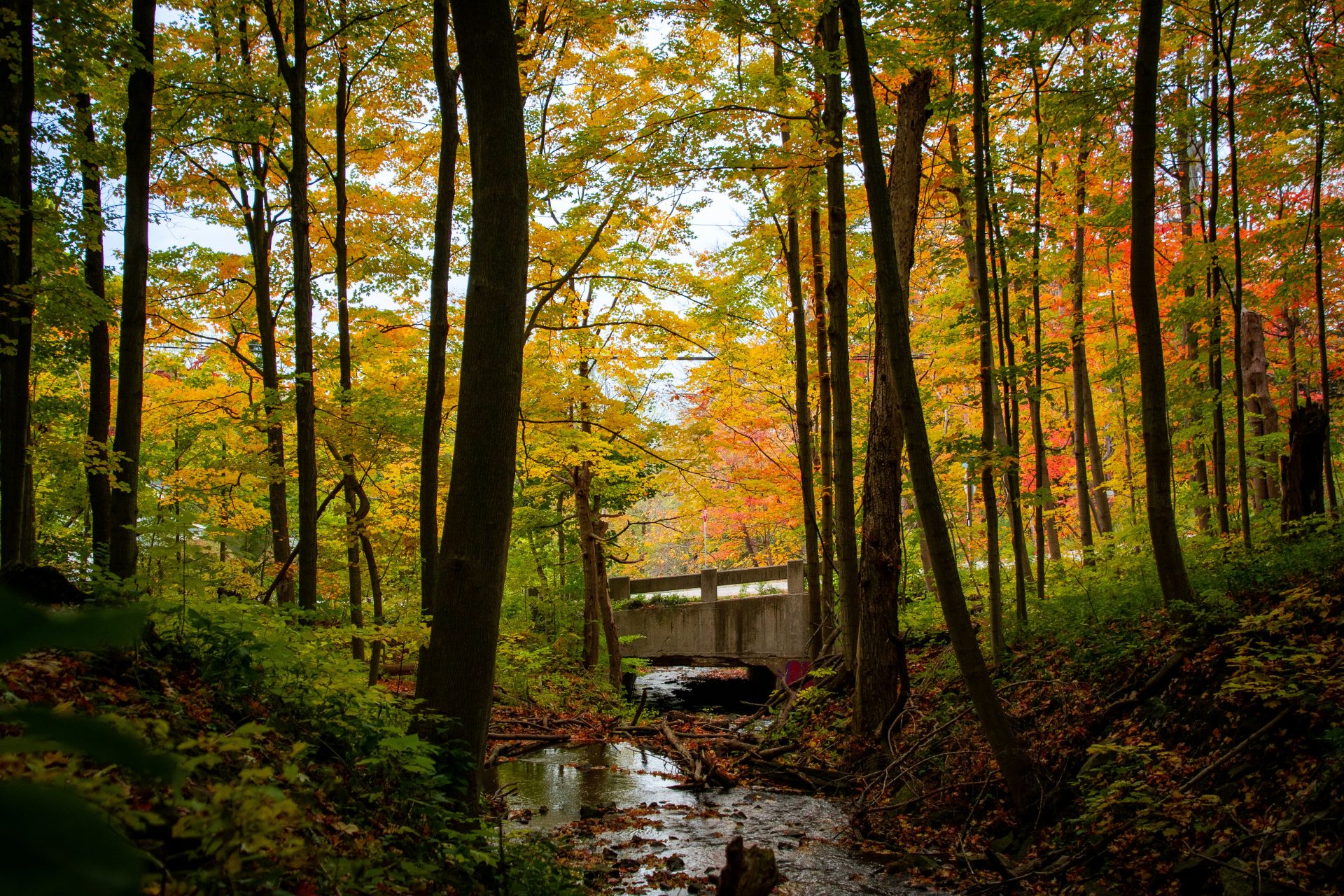 15 Best Hamilton Hiking Trails