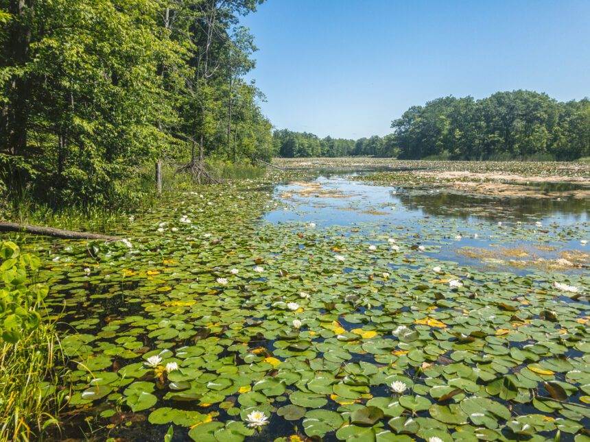 Explore Halton's Best Parks: 12 Must-Visit Destinations