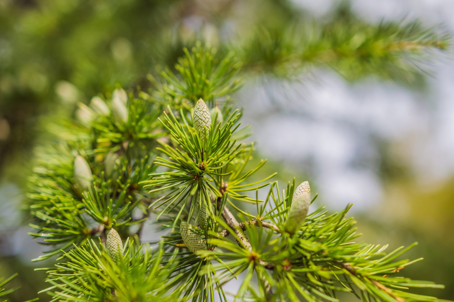 How Often To Water New Cedar Trees: A Comprehensive Guide