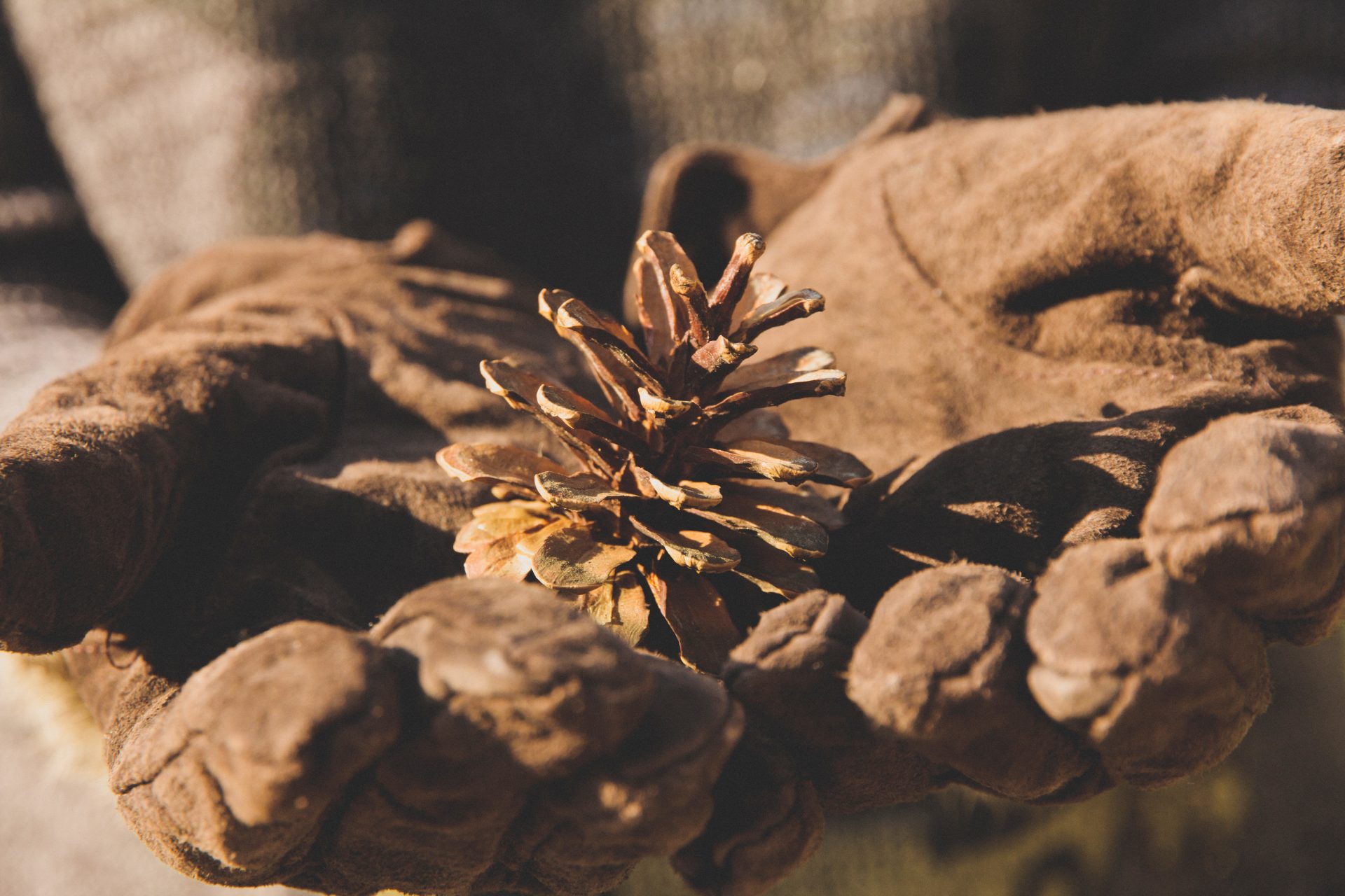 How Often To Water New Cedar Trees: A Comprehensive Guide