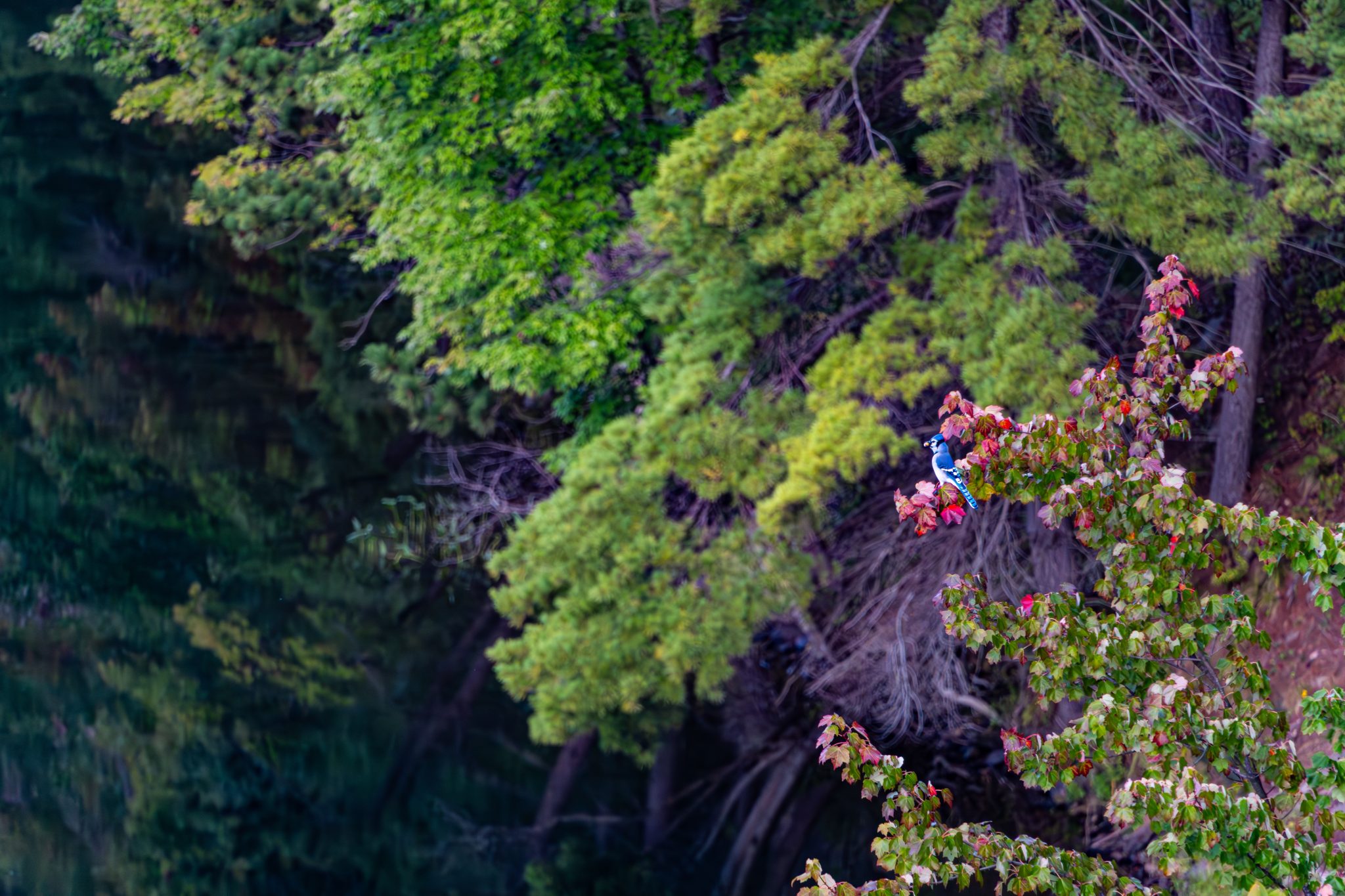 7 Best Spots for Skydiving in Toronto for Your Dream Jump!