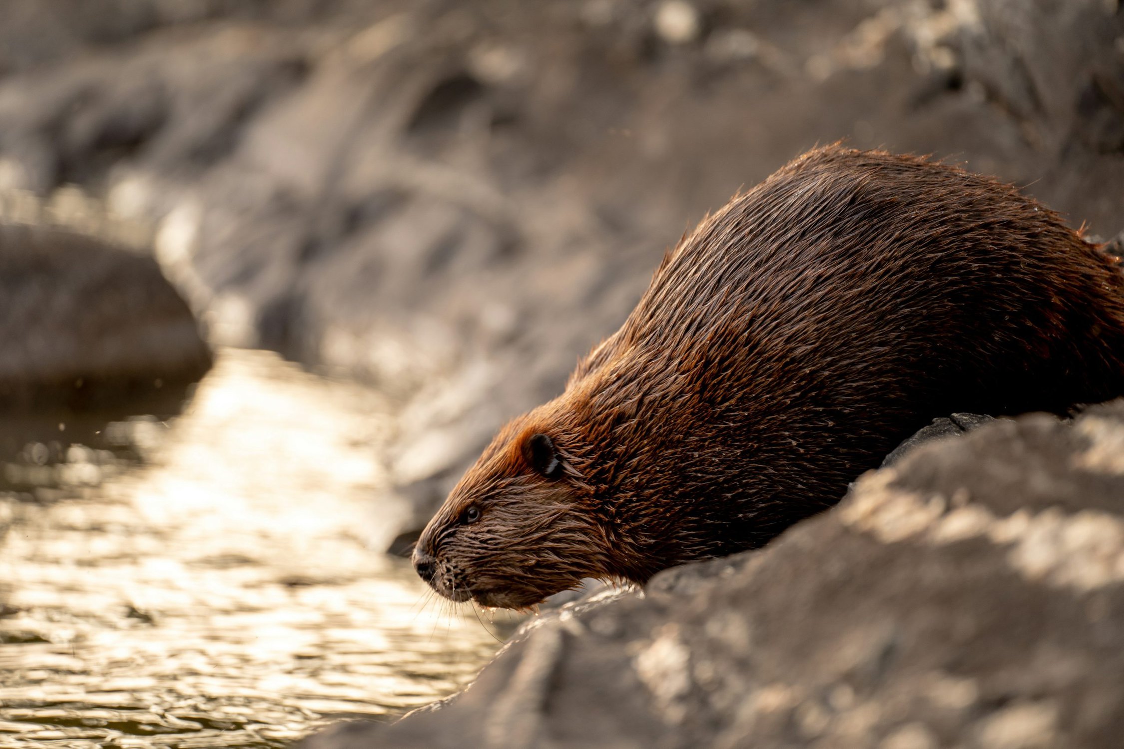 Unveiling the National Animal of Canada - Your Complete Guide